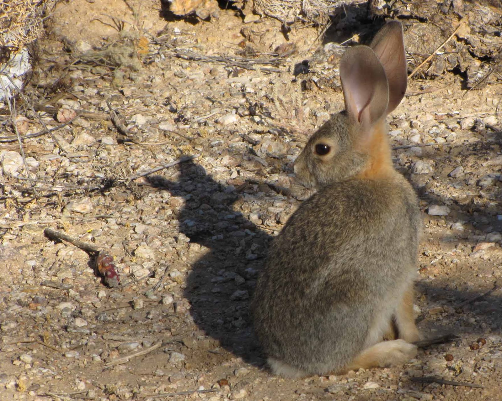 Desert Colors: June 2010