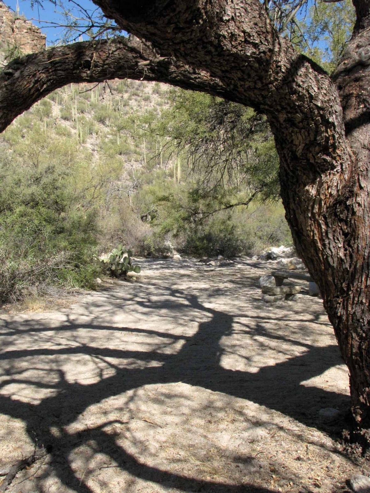 Desert Colors: Shadows of branches