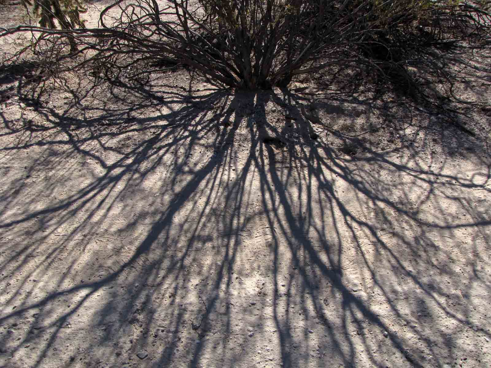 Desert Colors: Desert Shadows