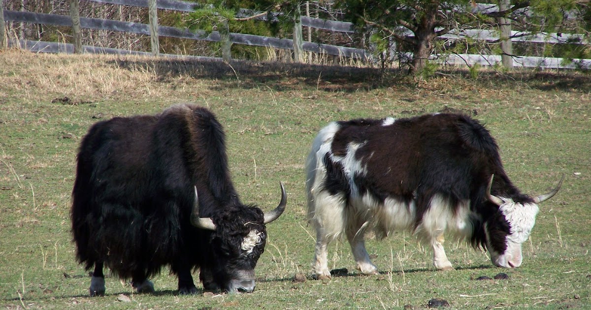 LIFE WITH YAKS: Different Types of Yaks