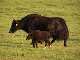 LIFE WITH YAKS: Different Types of Yaks