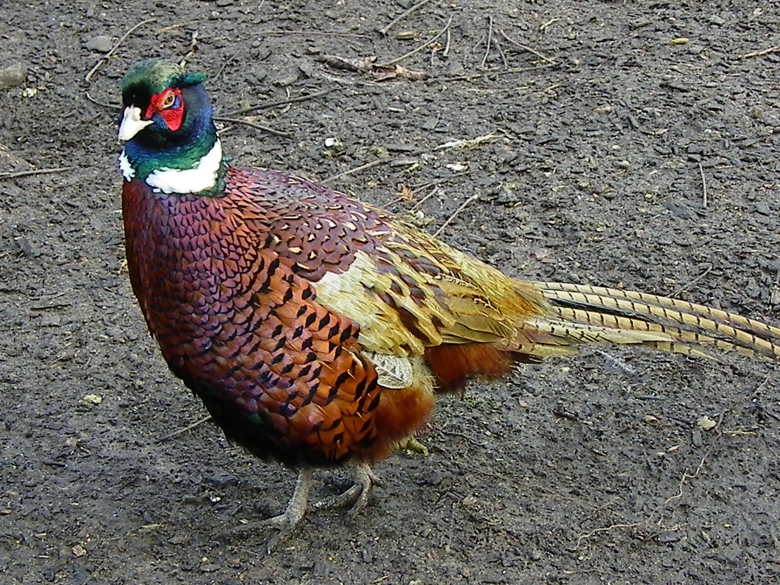 DIGISCOPING desde ASTURIAS: FAISÁN COMÚN.-Phasianus colchicus