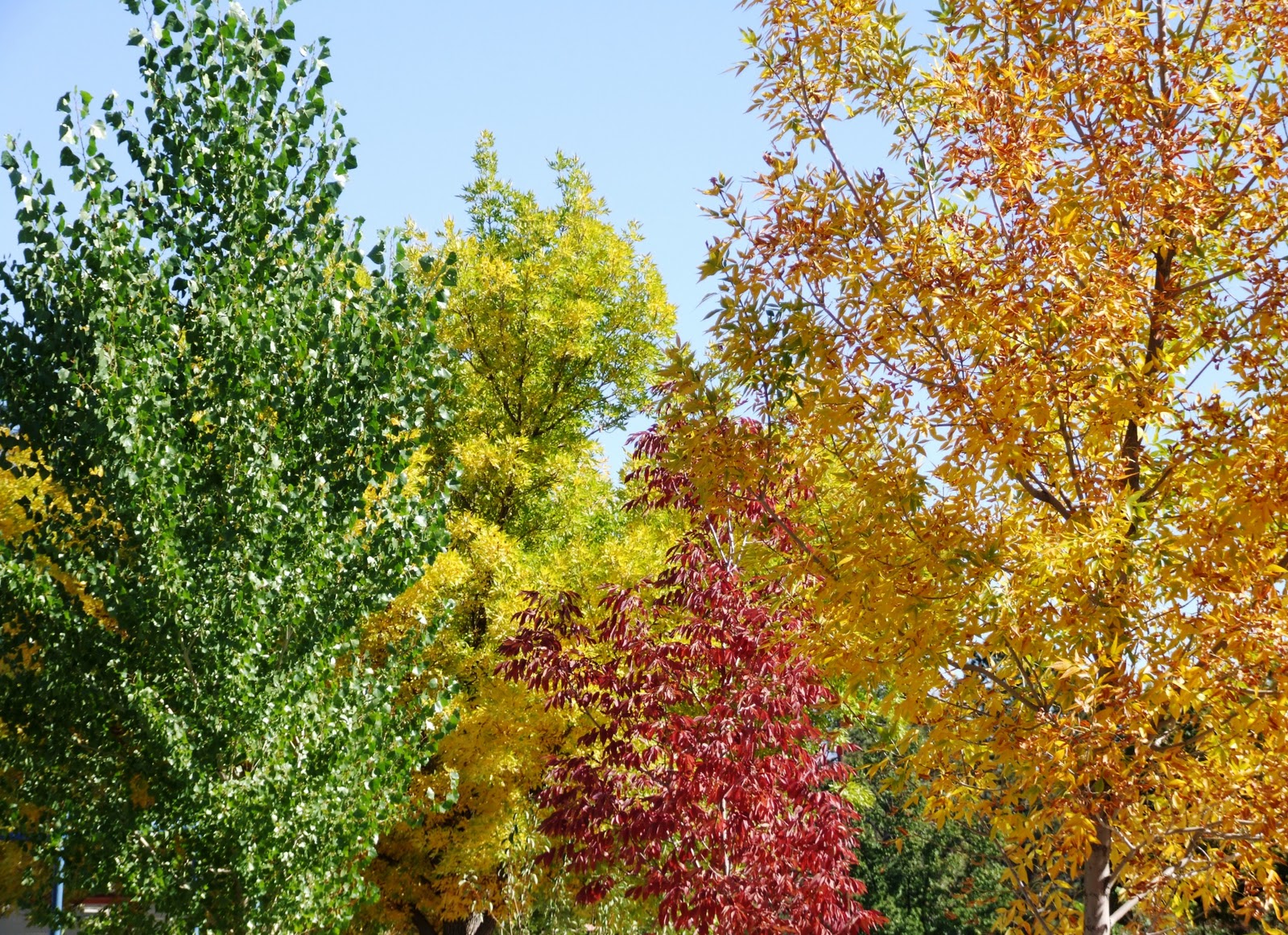 Skunk Tracks: Fall in Grand Junction