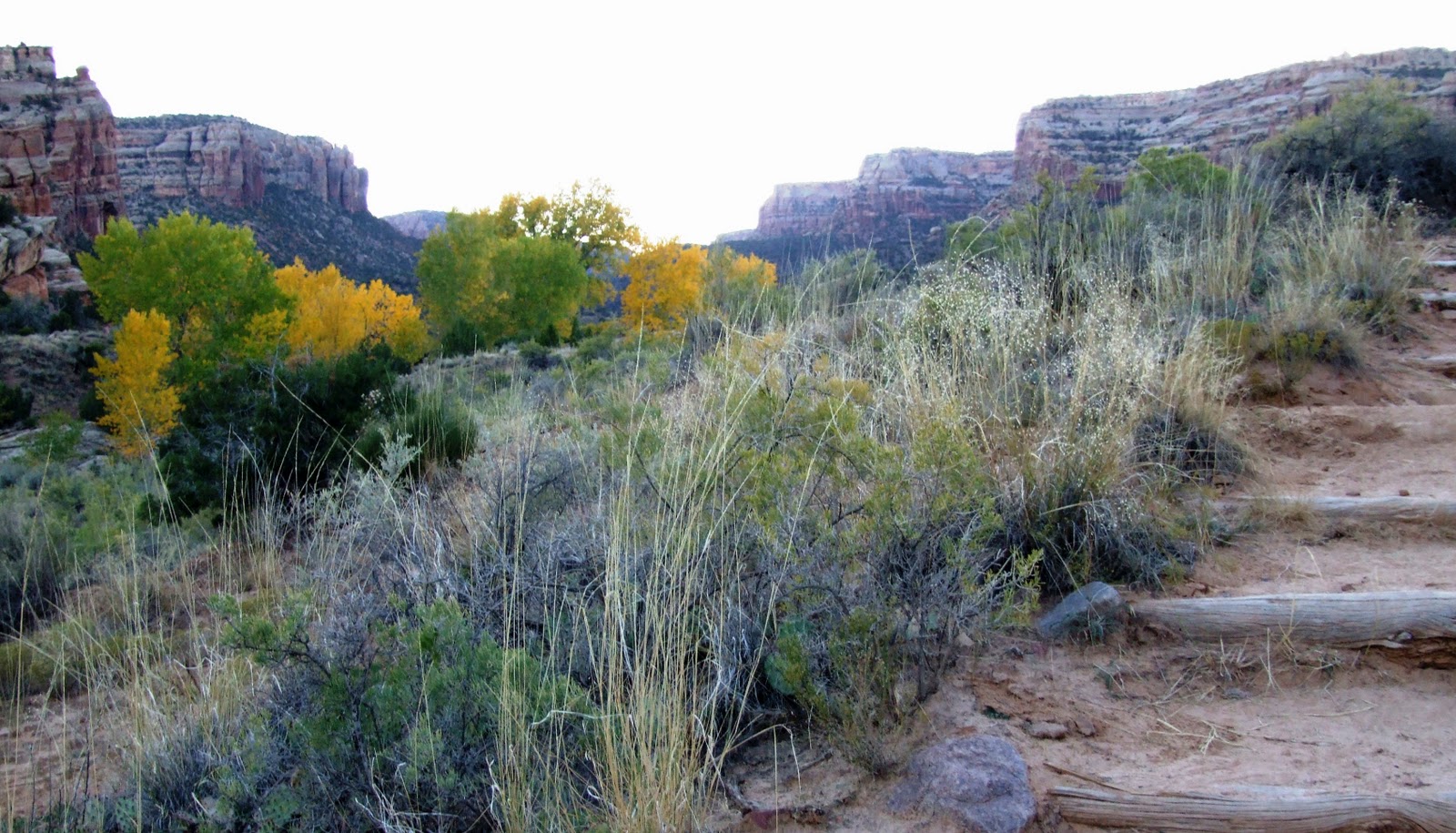 Skunk Tracks: Fall in Grand Junction