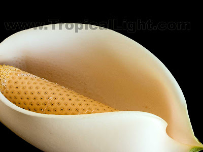 The Adventures of Maui Don - Dolphin Dude: Delicioso Monstroso