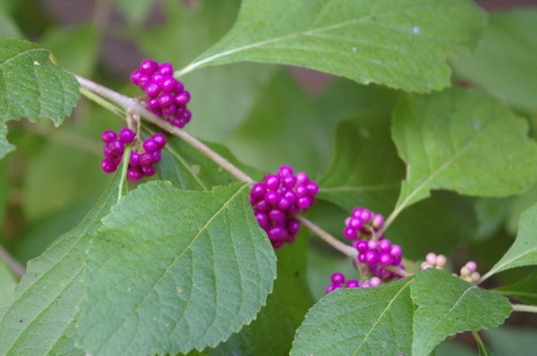The Grackle: plants: Purple Beauty Berries