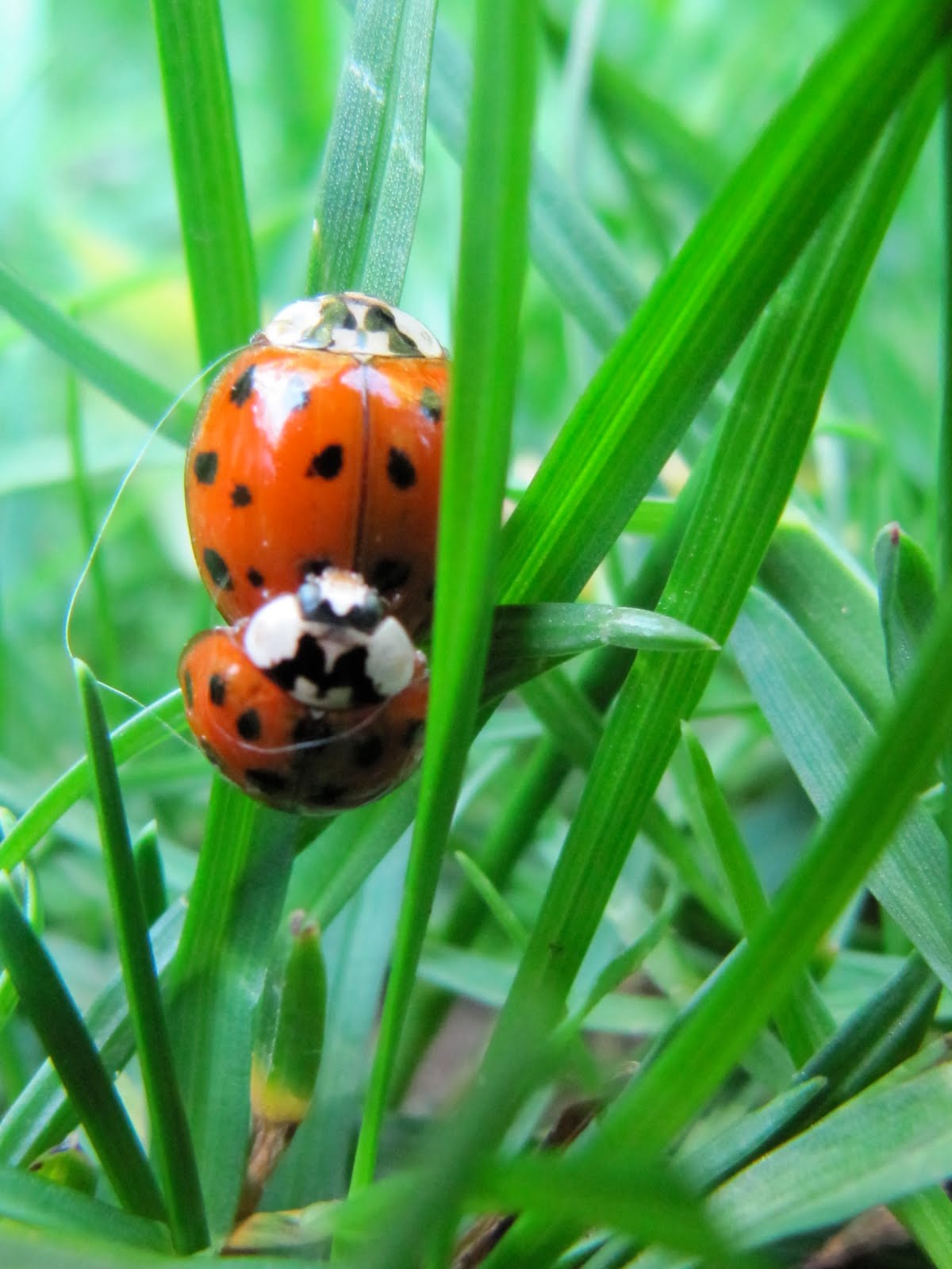 The Bodhi Chicklet: Wordless Wednesday