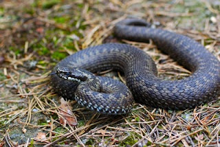 Oväsentligheter?: Orm orm orm orm orm...