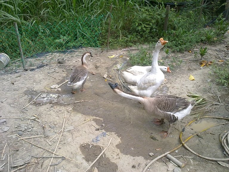 DINARA AGRO FARM: Angsa