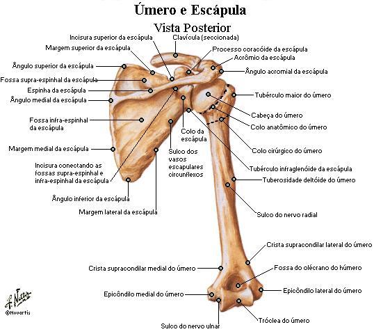 Fisioterapeuta Luís Miguel Brazão Gouveia: Anatomia Ombro