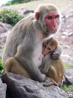 Veggie Revolution: Mama monkeys give in to tantrums...when others are watching