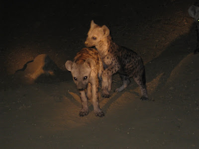 Veggie Revolution: Female hyenas, all hermaphrodites, bully the male ...