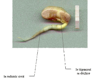 Revolution IPE - Voir la vie en vert!: Comment les plantes poussent-ils?