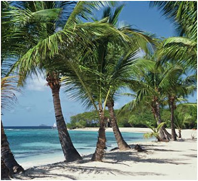 C-リスト= The Cee List: Mustique Island/Macaroni Beach