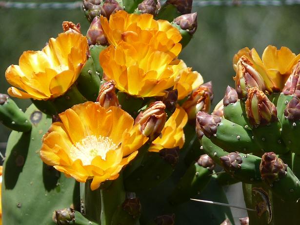 "Las Tunas u Opuntia Picus-indica"