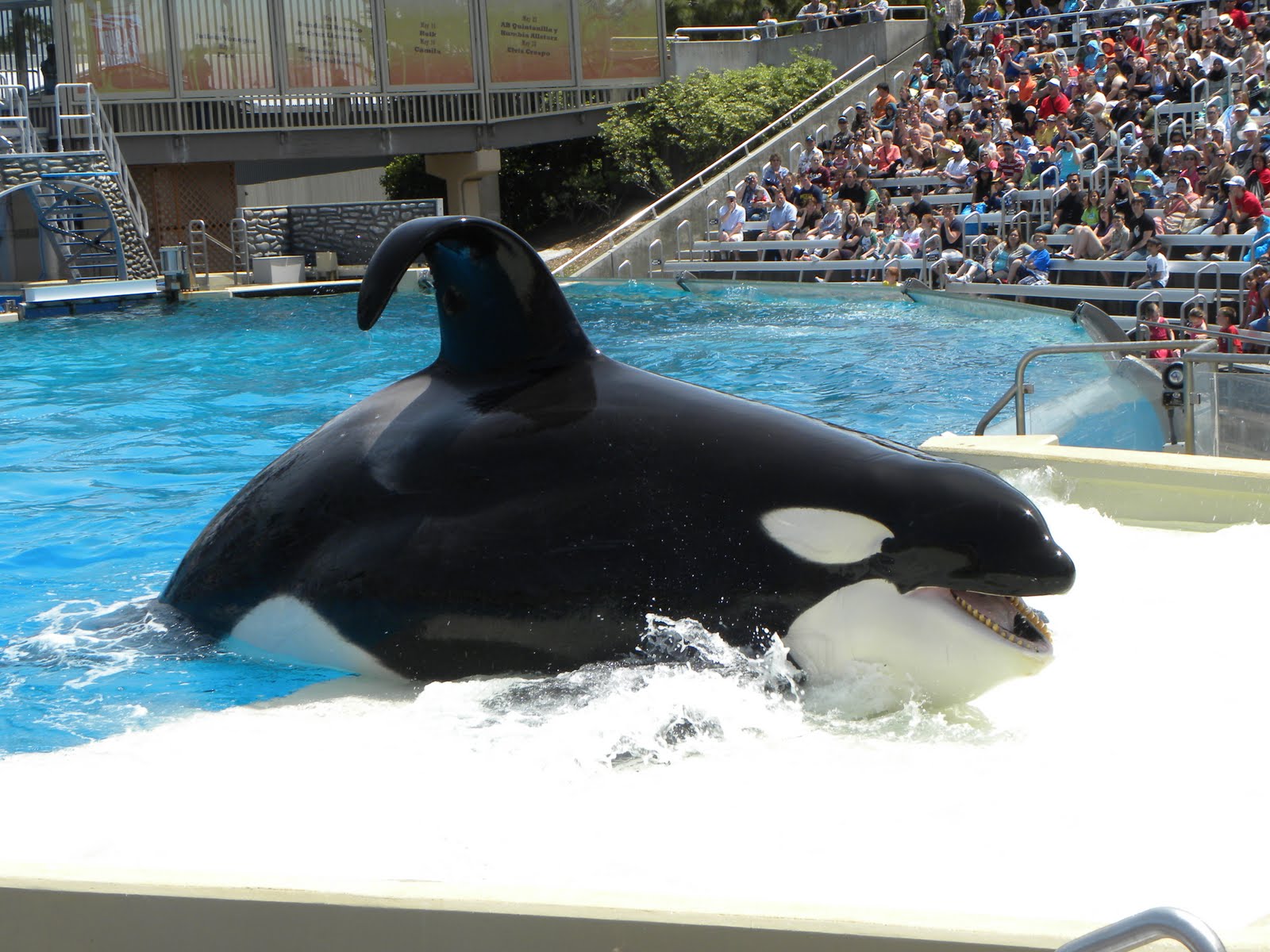 Jason and Courtney: Shamu Show "Believe"