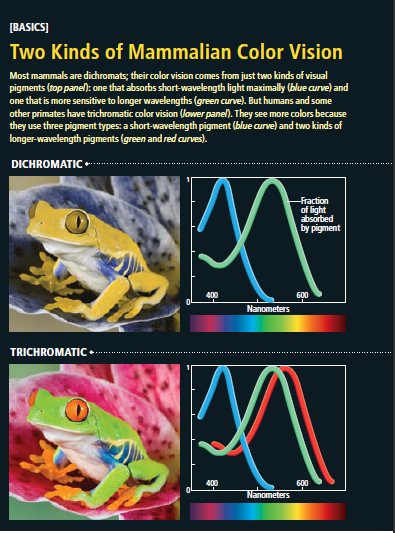 Young Geneticist: Primates and eyes vision