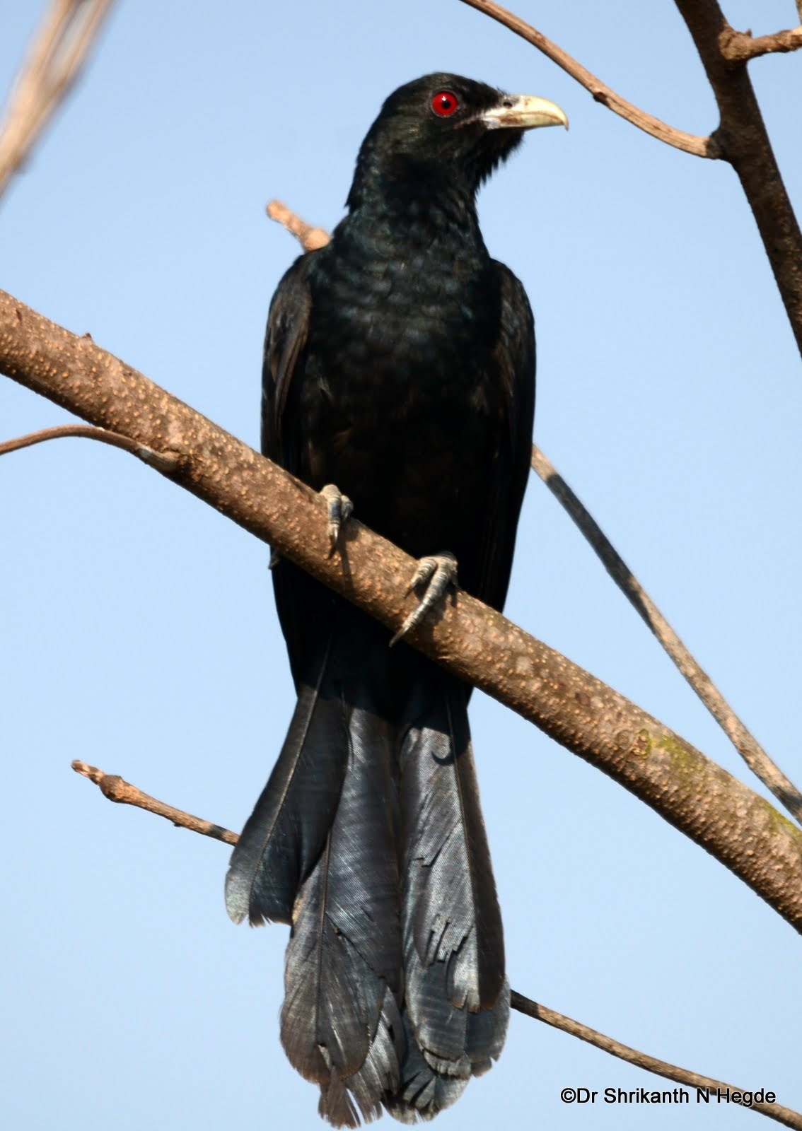 Dr.Shrikanth Hegde's Photography: Asiatic koel -Male -A portrait