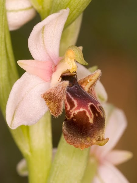 The Orchids of Cyprus: Ophrys orientalis