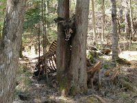 Purple Monkey Dishwasher: Dead Moose stuck in a tree