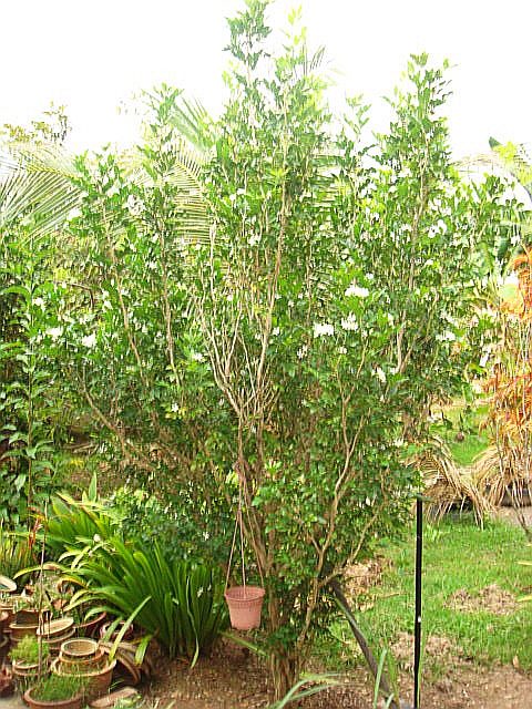 Pieces of Lin: Pokok Kemuning