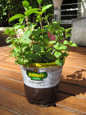 Cathie Filian: Planting Spearmint 101 and Mint Juleps