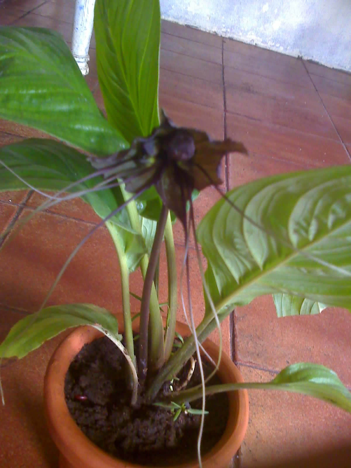 Plantas da Amazônia: Flor morcego, Flor negra ou Bat Flower (Tacca ...
