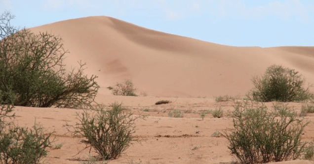 Above-Ground Biomass of the Kalahari