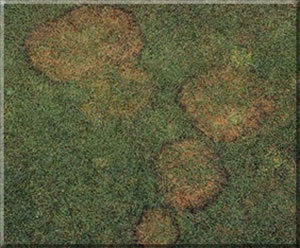 uqsl.arquitectura: Doenças dos relvados