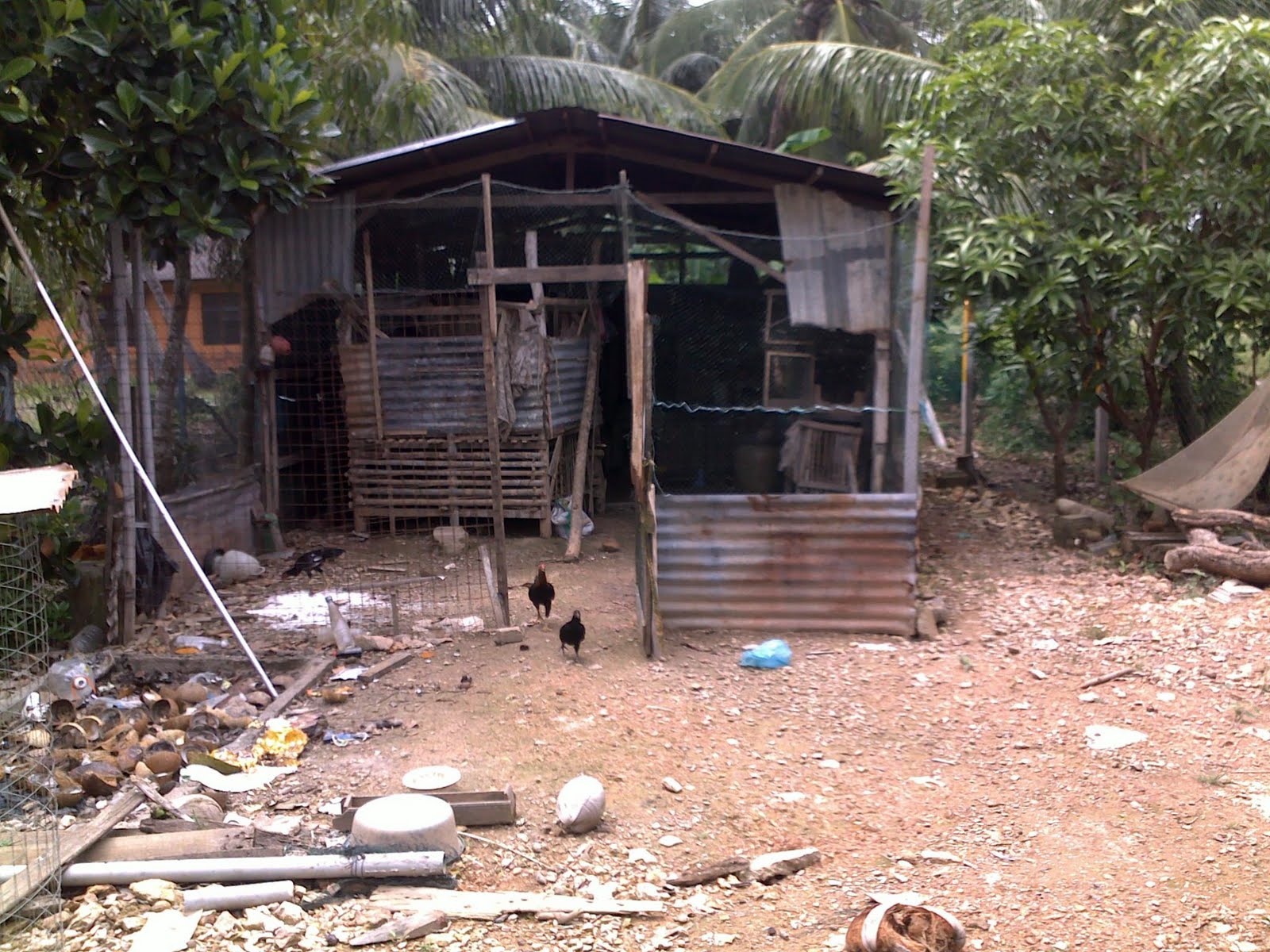 anizam agrofarm: Reban Ayamku D Kampung