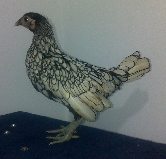 anizam agrofarm: Demam Silver Sebright Bantam
