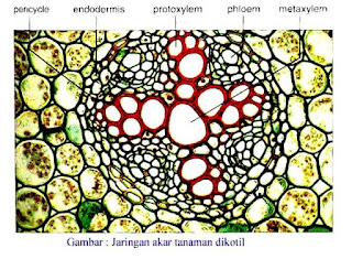 Silence: Jaringan Vaskuler