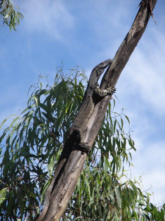 Wedderburn Conservation Management Network News: Great Goannas