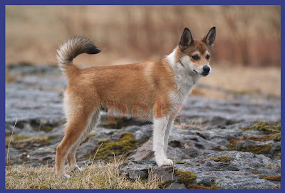 NORSK LUNDEHUND.: NORSK LUNDEHUND - NORWEGIAN LUNDEHUND - NORSK ...