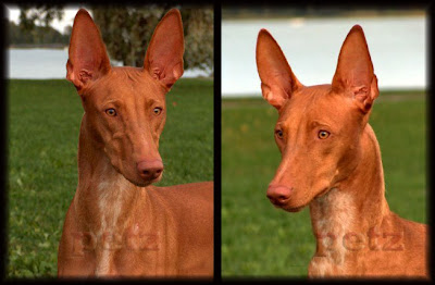 ΚΥΝΗΓΟΣΚΥΛΟ ΤΩΝ ΦΑΡΑΩ.: ΚΥΝΗΓΟΣΚΥΛΟ ΤΩΝ ΦΑΡΑΩ / PHARAOH HOUND - PHARAOH ...