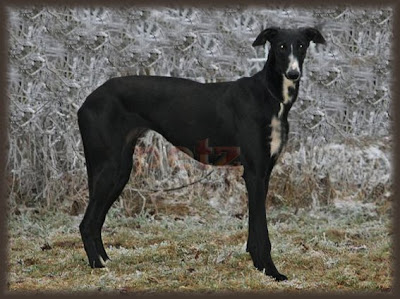 ΓΚΑΛΓΚΟ.: ΓΚΑΛΓΚΟ / GALGO - SPANISH GALGO - SPANISH GREYHOUND.