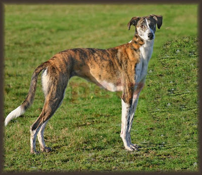 ΓΚΑΛΓΚΟ.: ΓΚΑΛΓΚΟ / GALGO - SPANISH GALGO - SPANISH GREYHOUND.