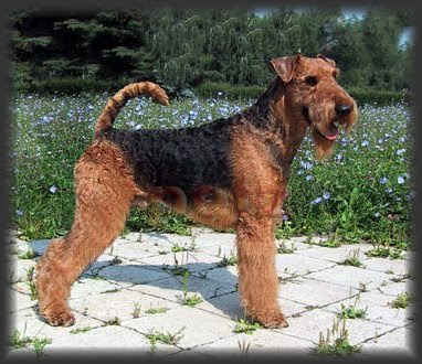 ΕΡΝΤΕΪΛ ΤΕΡΙΕ