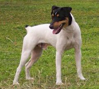 ΡΑΤΟΝΕΡΟ.: ΡΑΤΟΝΕΡΟ / PERRO RATONERO ANDALUZ - ANDALUSIAN MOUSE-HUNTING ...