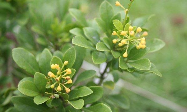 Tanaman Herbal: Manfaat Pacar Cina Sebagai Penghilang Bau Badan