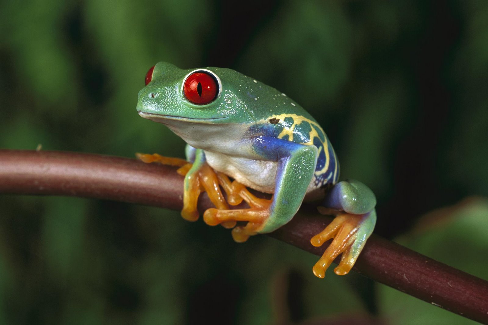 photo: frog wallpapers