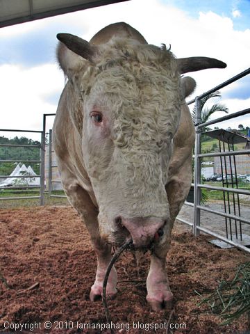 lamanpahang: 27/44 MAHA 2010 - Lembu putih
