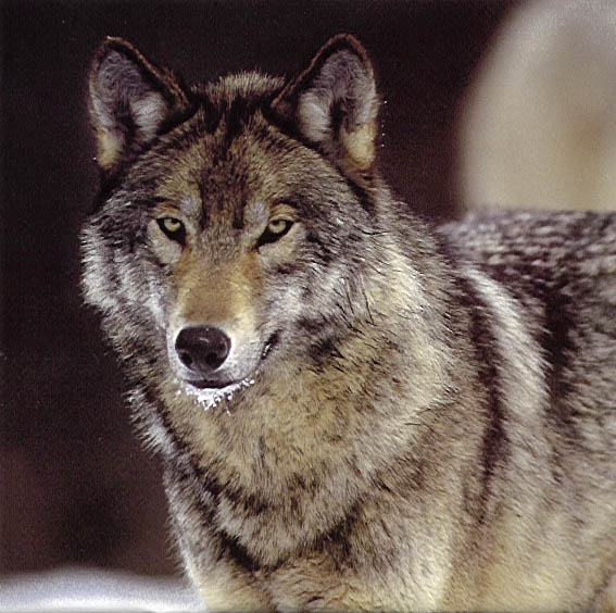Nature and Nation: Return of the British wolf?