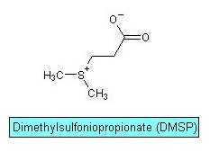 Latintos: Acronym in chemistry: DMSP for dimethylsulfoniopropionate