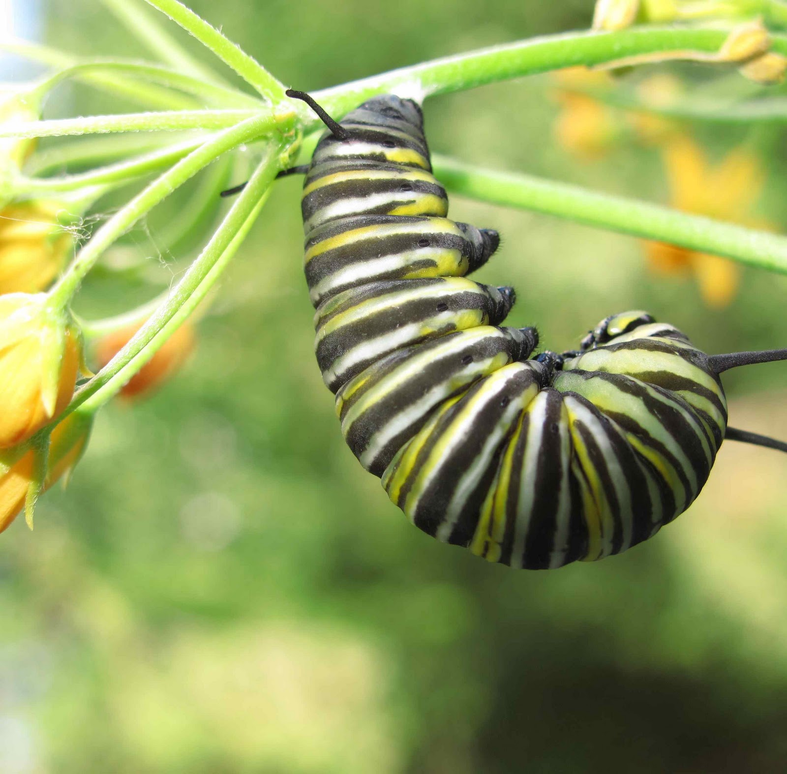 Attract Monarch butterflies and caterpillars to your garden ...