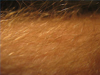 Hair: Haararten