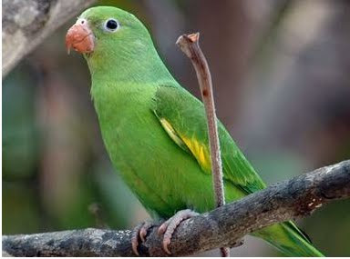 Vida dos animais: Maritacas