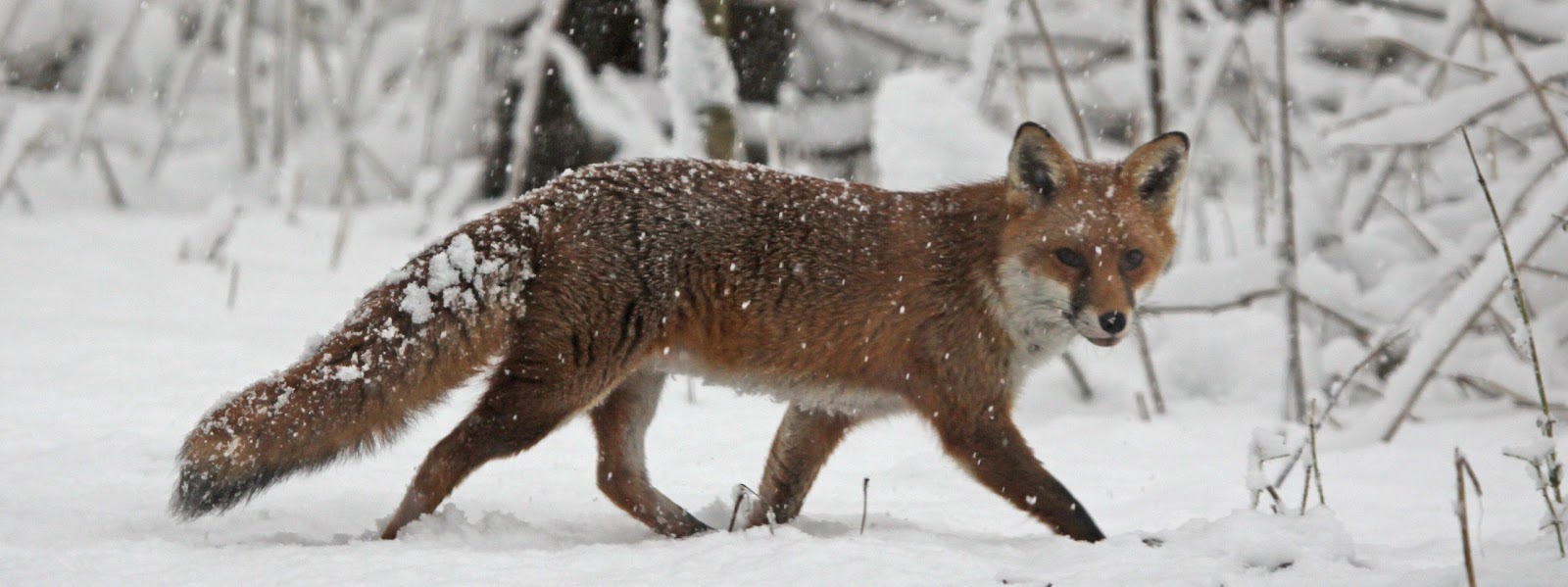 COLNE VALLEY BIRDER: Common Fox Vulpes vulpes