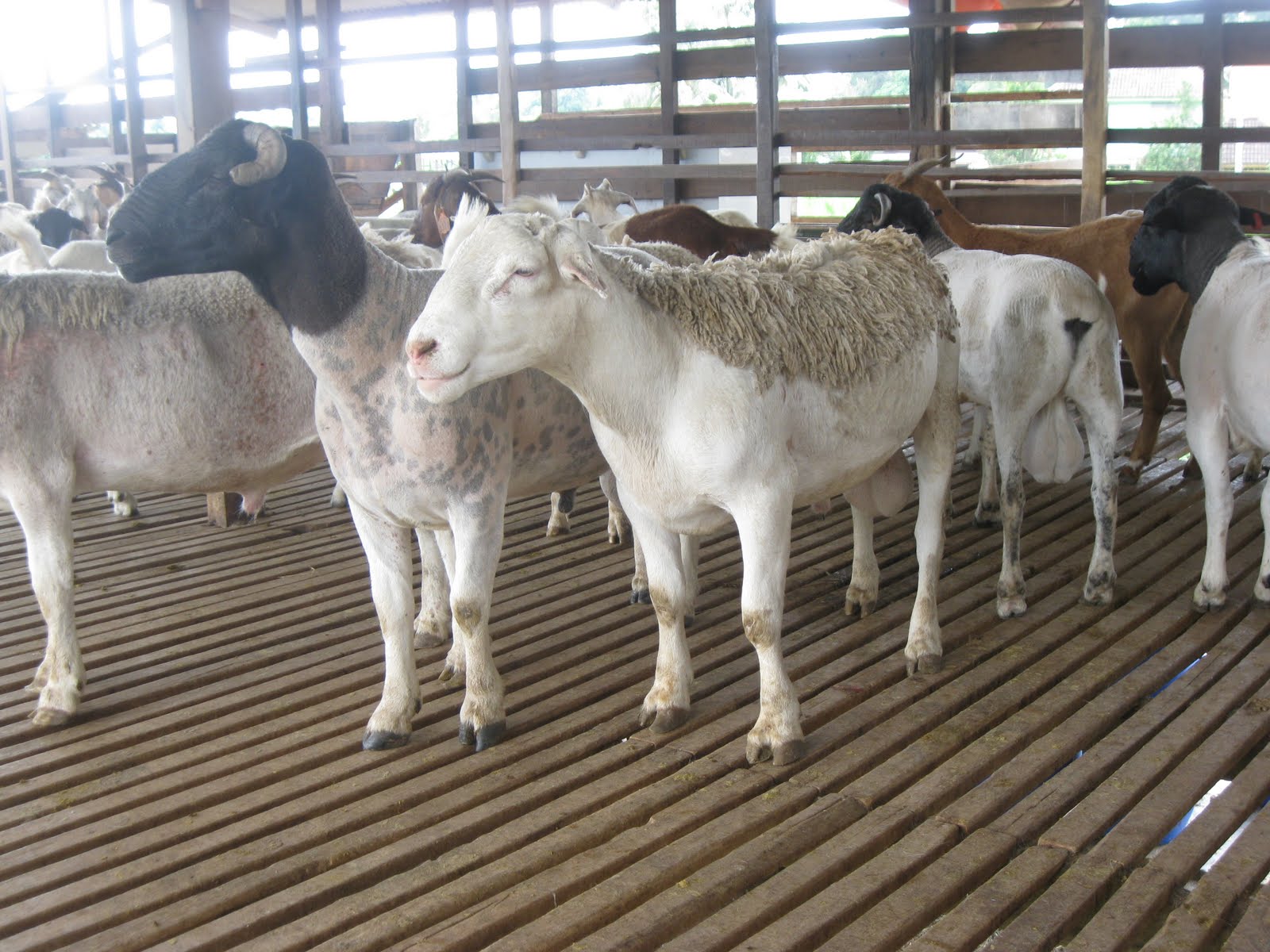 AZAM BEST FARM: Damara Ewes dan Dorper Rams for Sale