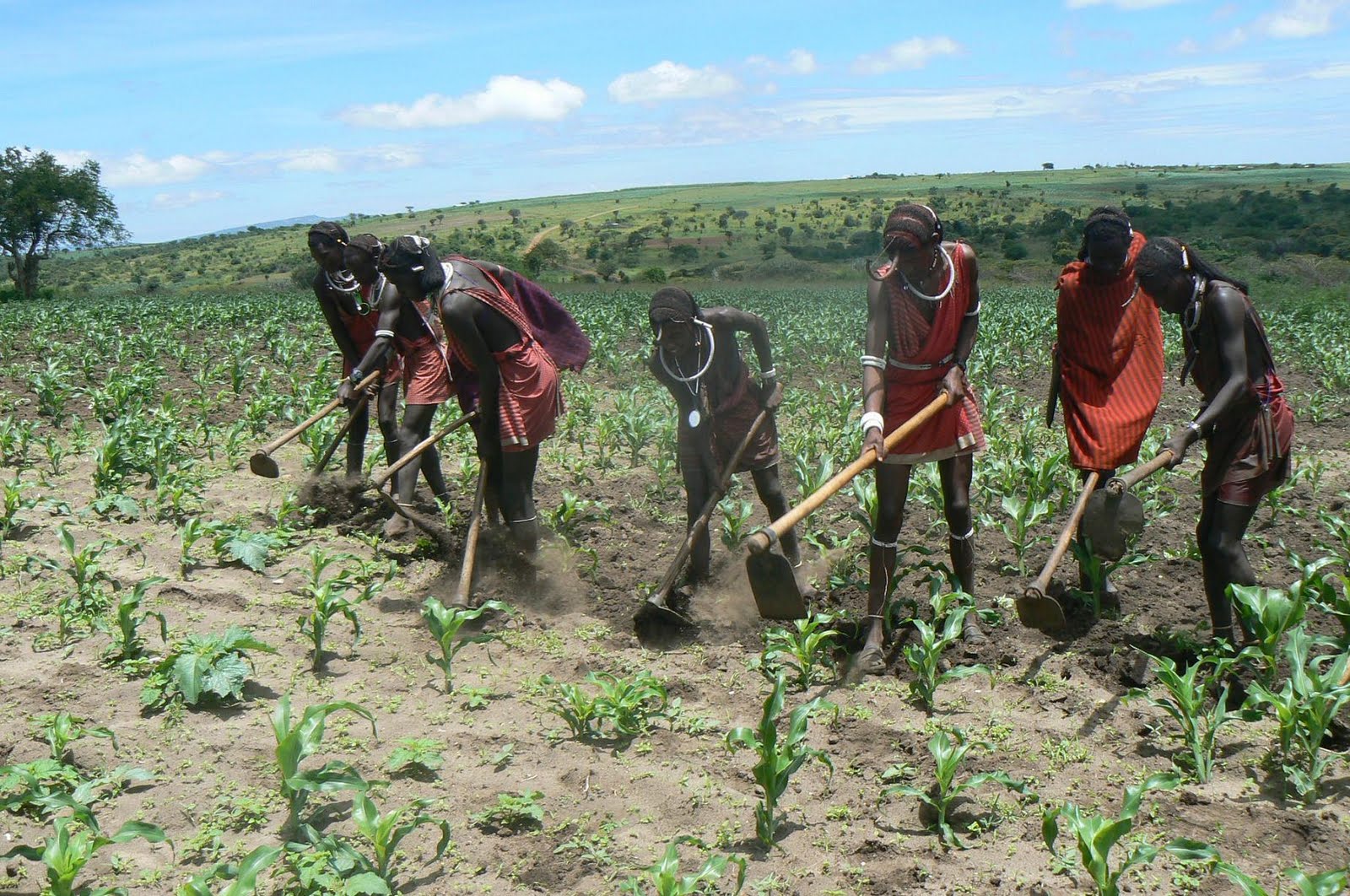 UMASKINI TANZANIA: KILIMO UTI WA MGOGO WA TAIFA LA TANZANIA NA ...